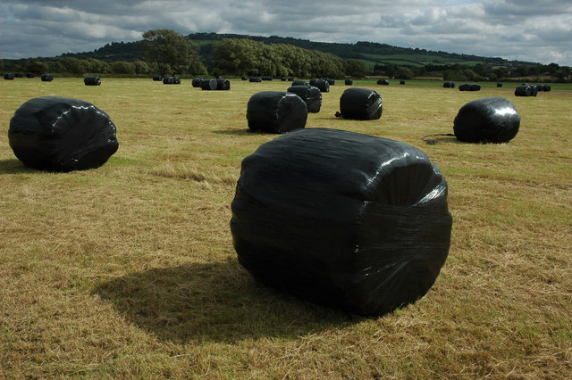 Potential reasons for bales being mouldy on opening?